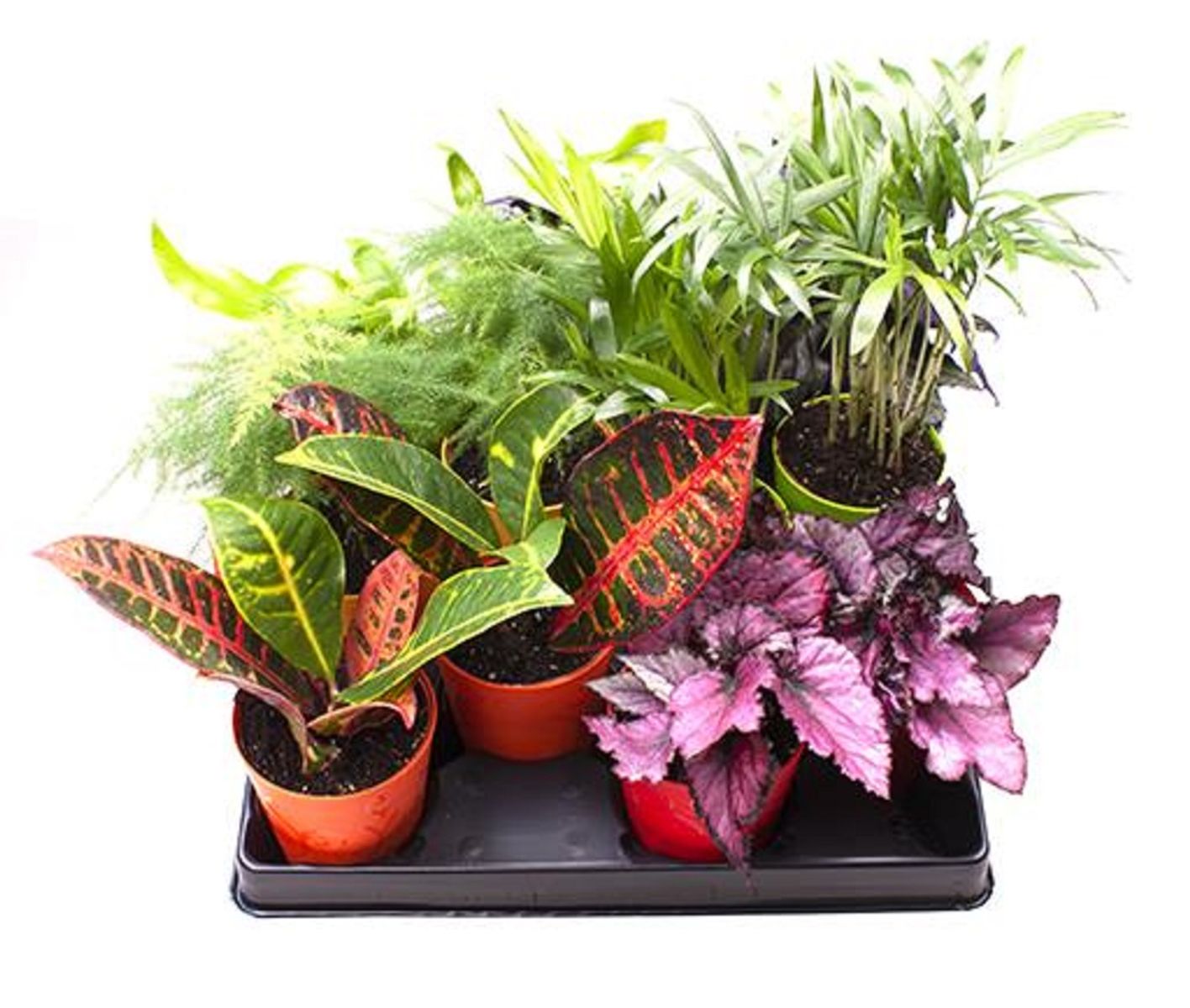 Houseplants MIX — Plant Wholesale FlorAccess