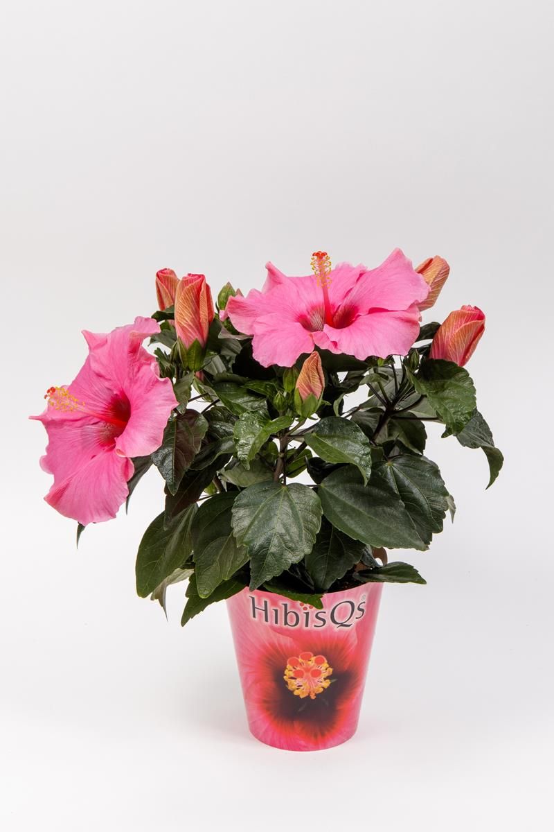 Hibiscus rosa-sinensis HIBISQS PINK — Plant Wholesale FlorAccess