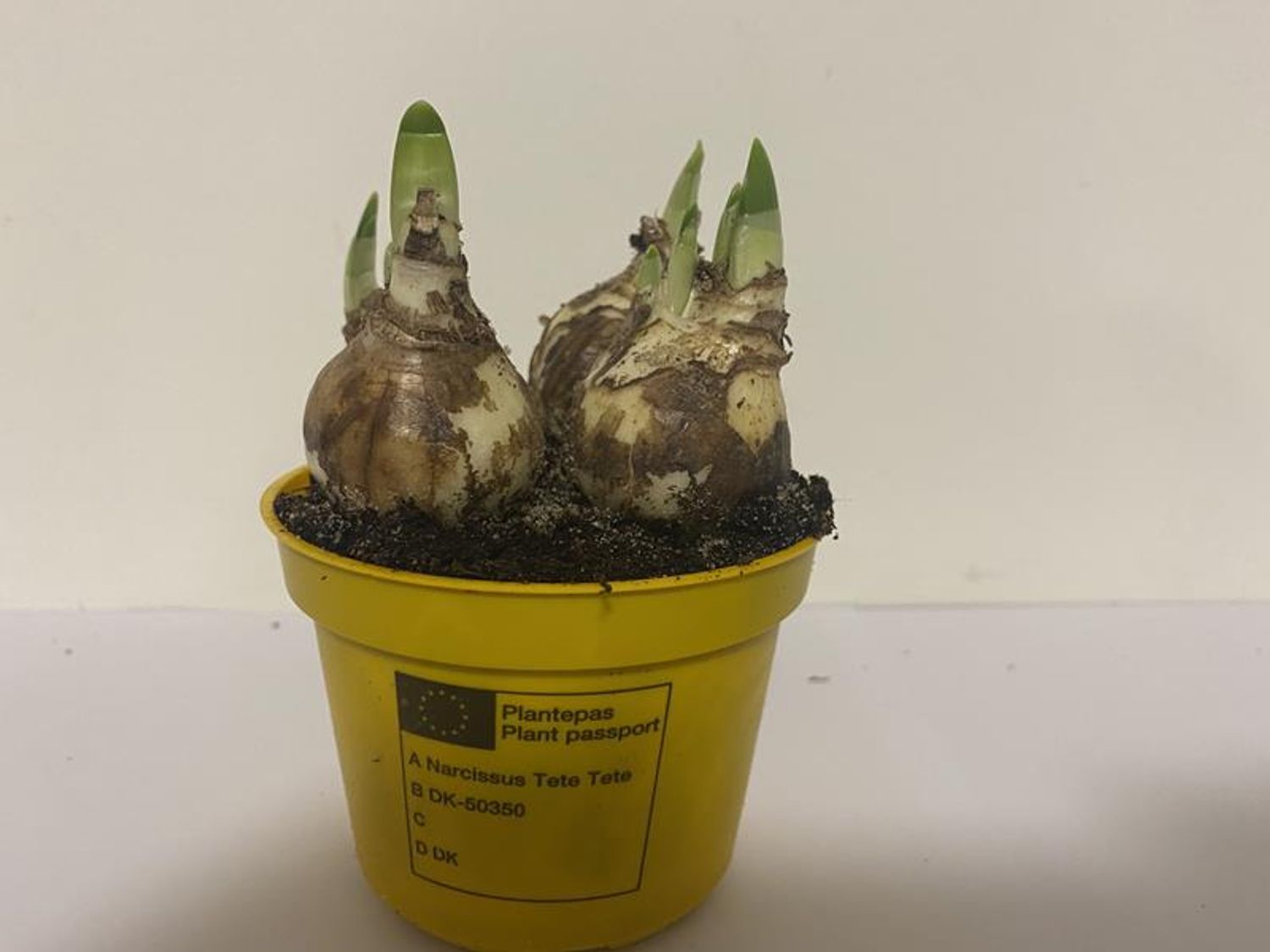 Narcissus 'Tête-à-Tête' — Plant Wholesale FlorAccess