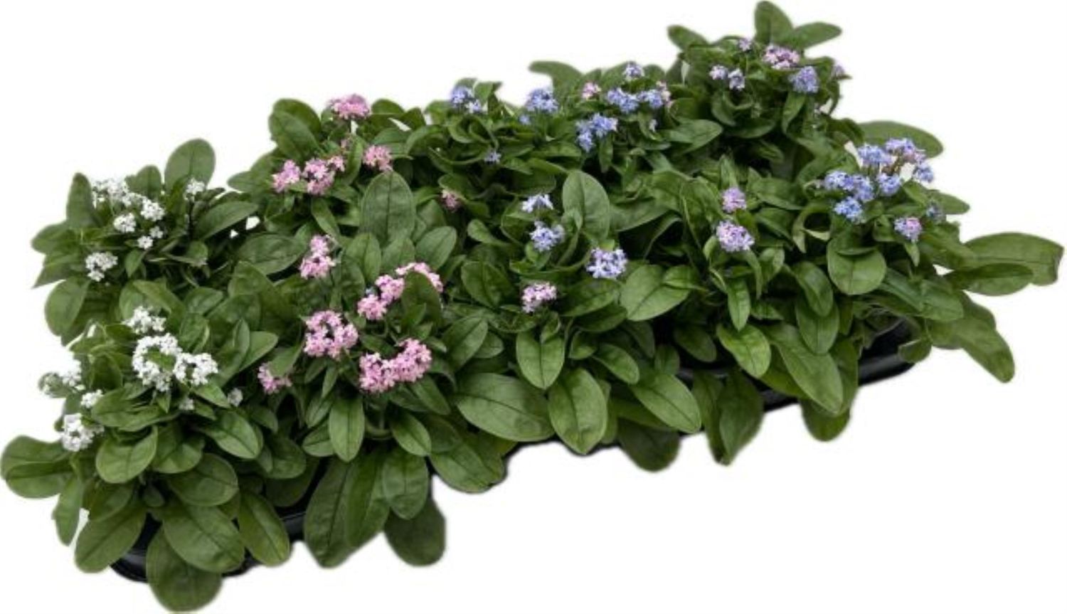 Myosotis sylvatica MIX — Plant Wholesale FlorAccess