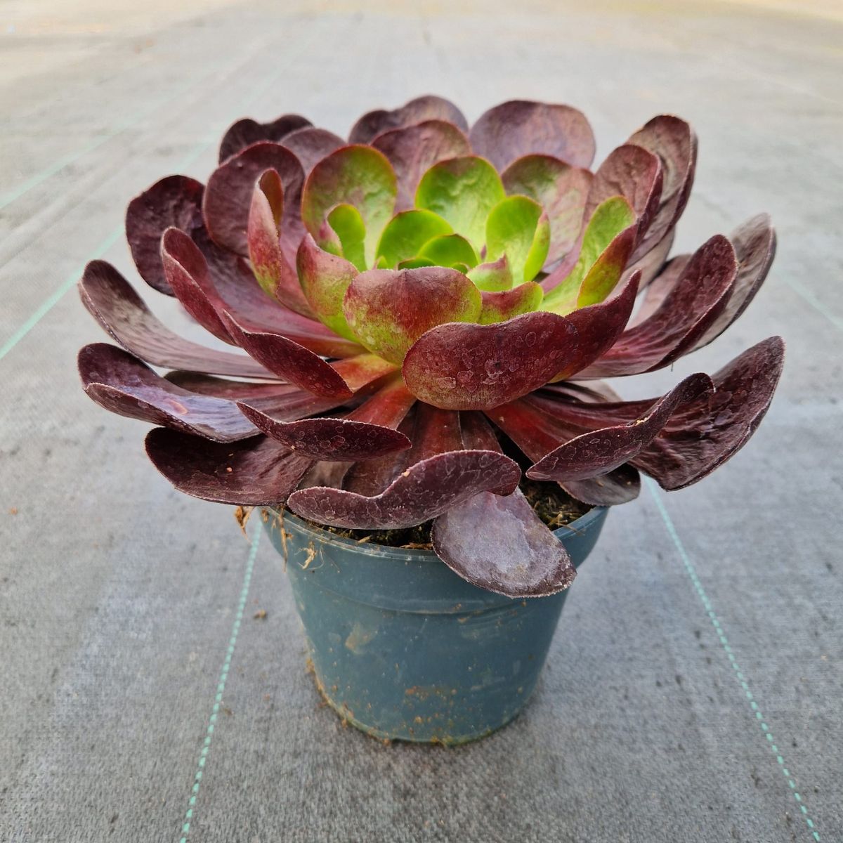 x Semponium 'Destiny' — Plant Wholesale FlorAccess
