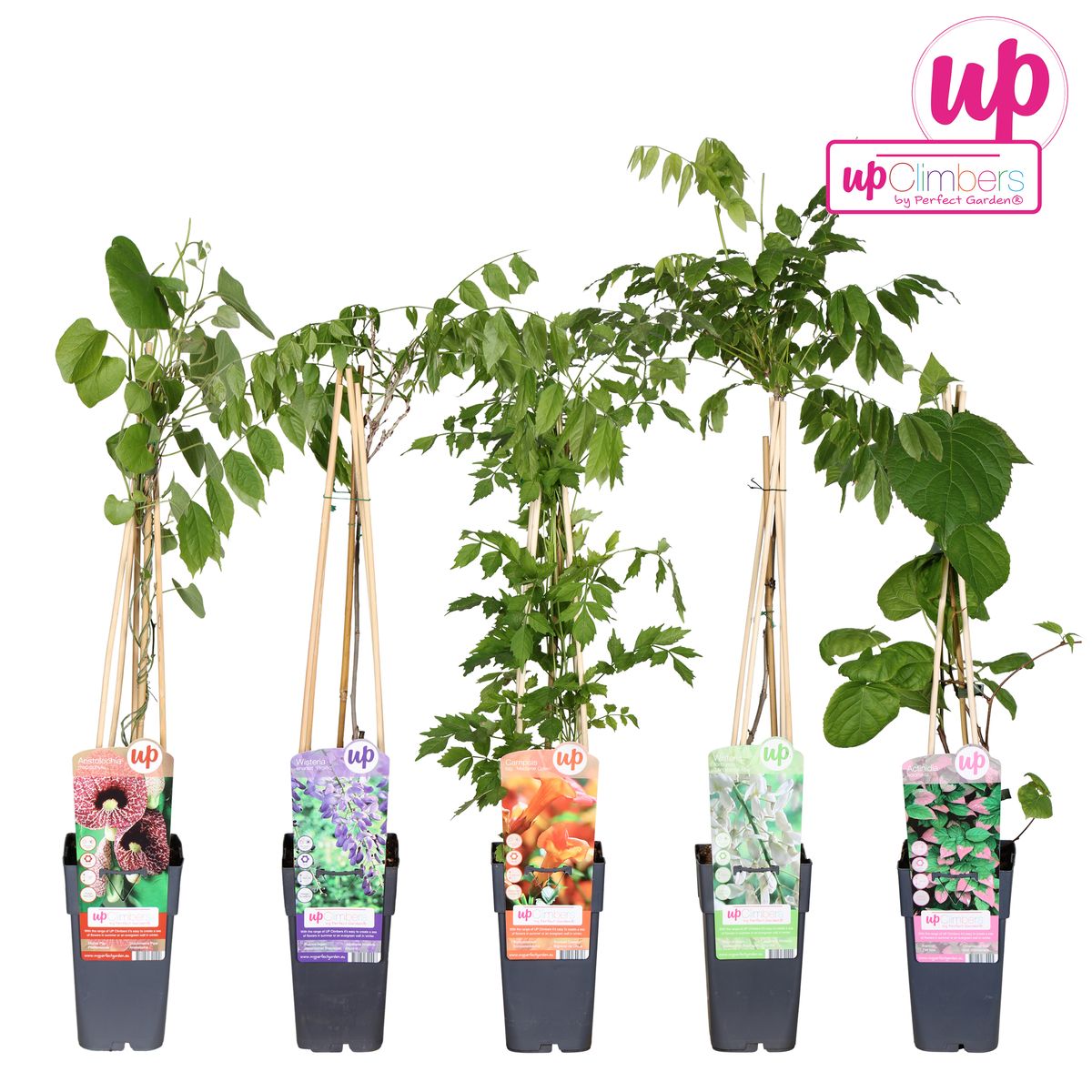Climbers MIX — Plant Wholesale FlorAccess