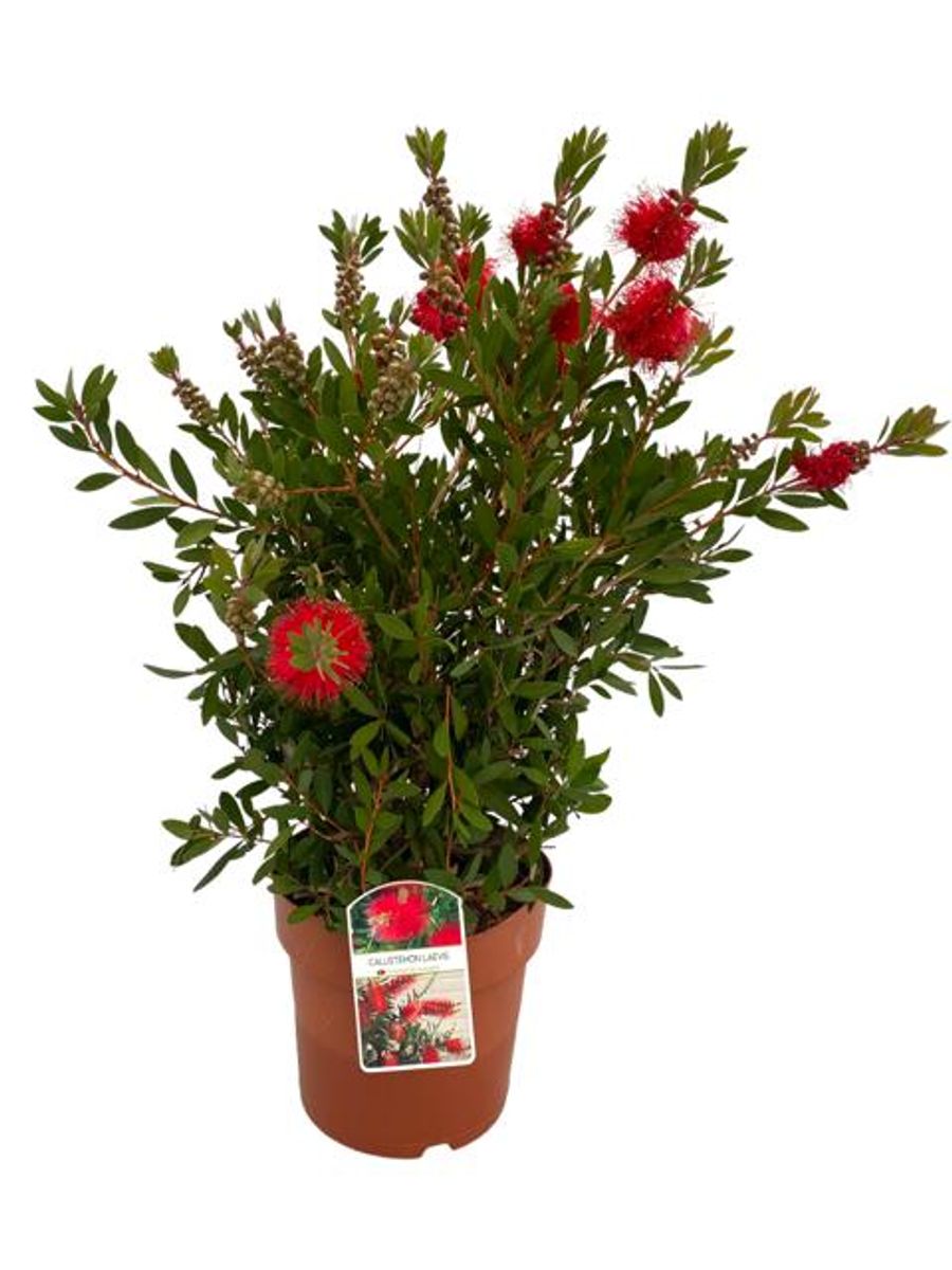 Callistemon laevis — Plant Wholesale FlorAccess