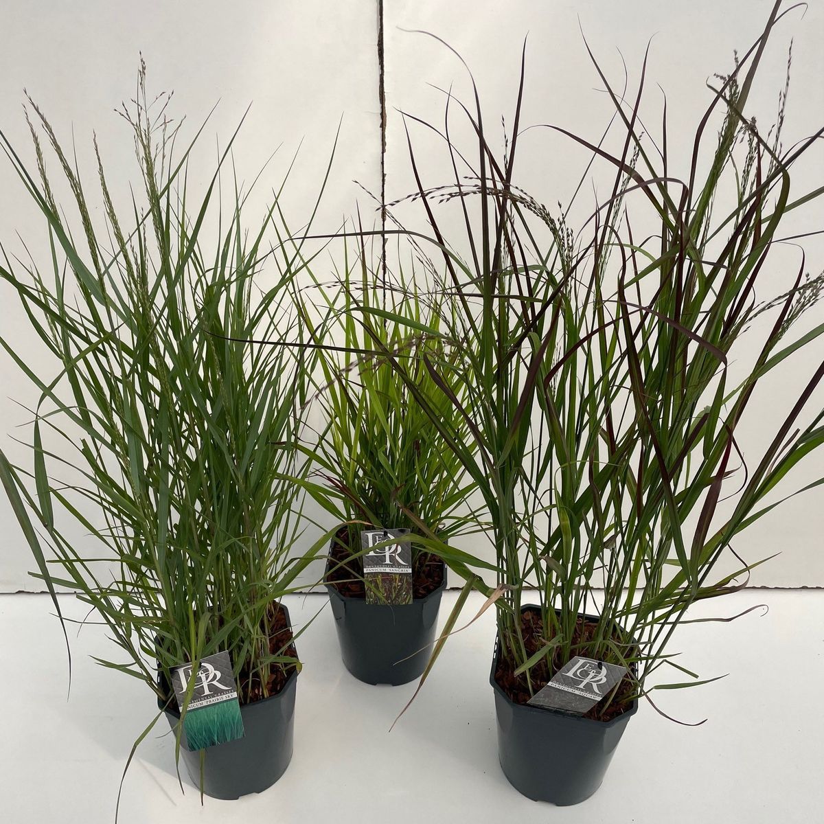 Panicum MIX — Plant Wholesale FlorAccess
