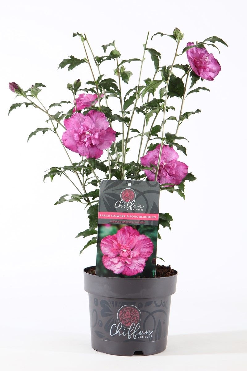 Hibiscus syriacus MAGENTA CHIFFON — Plant Wholesale FlorAccess