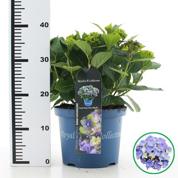 Hydrangea macrophylla ROYALTY COLLECTION LADY MATA HARI — Plant ...