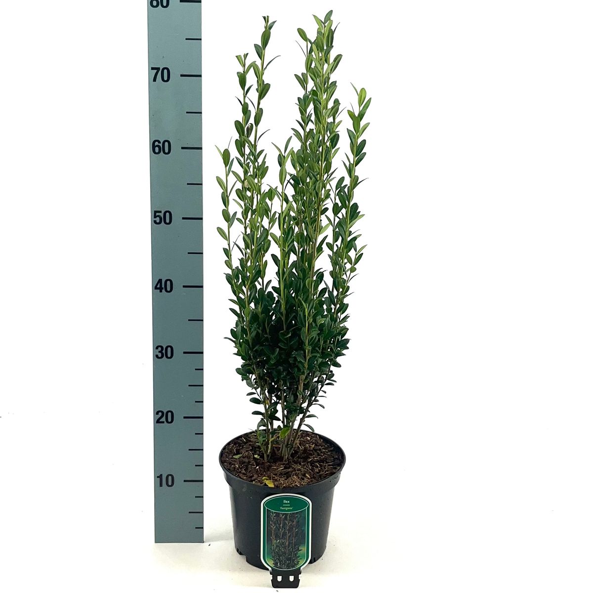 Ilex crenata 'Fastigiata' — Plant Wholesale FlorAccess