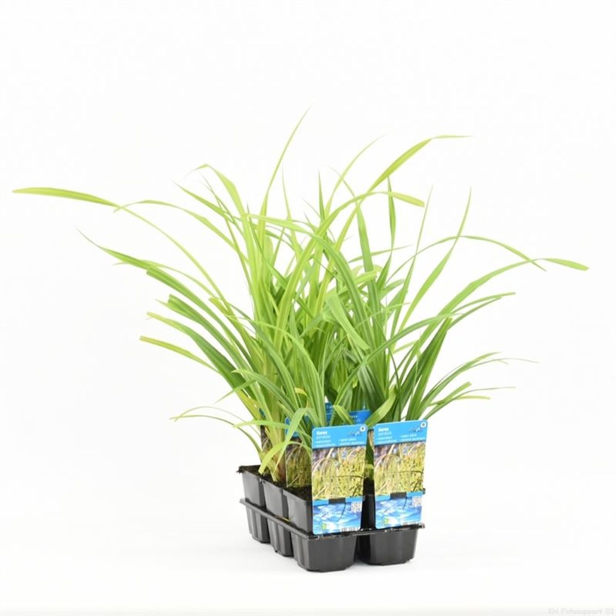 Carex pendula — Plant Wholesale FlorAccess