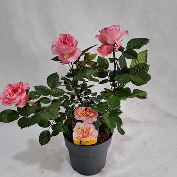 Rosa AUGUSTA LUISE — Plant Wholesale FlorAccess