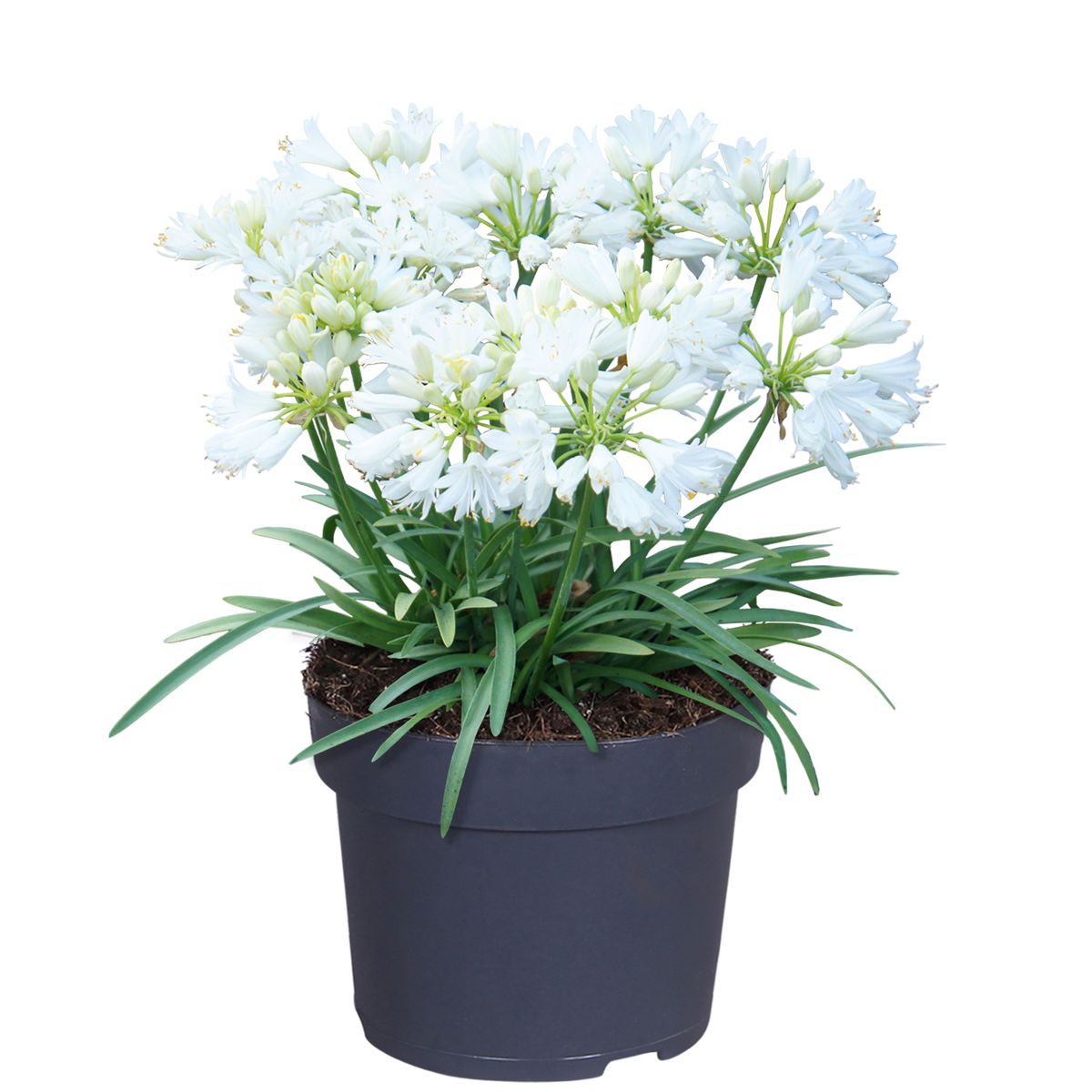 Agapanthus DOUBLE DIAMOND — Plant Wholesale FlorAccess