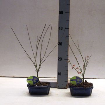 Acer palmatum 'Little Princess' — Plant Wholesale FlorAccess