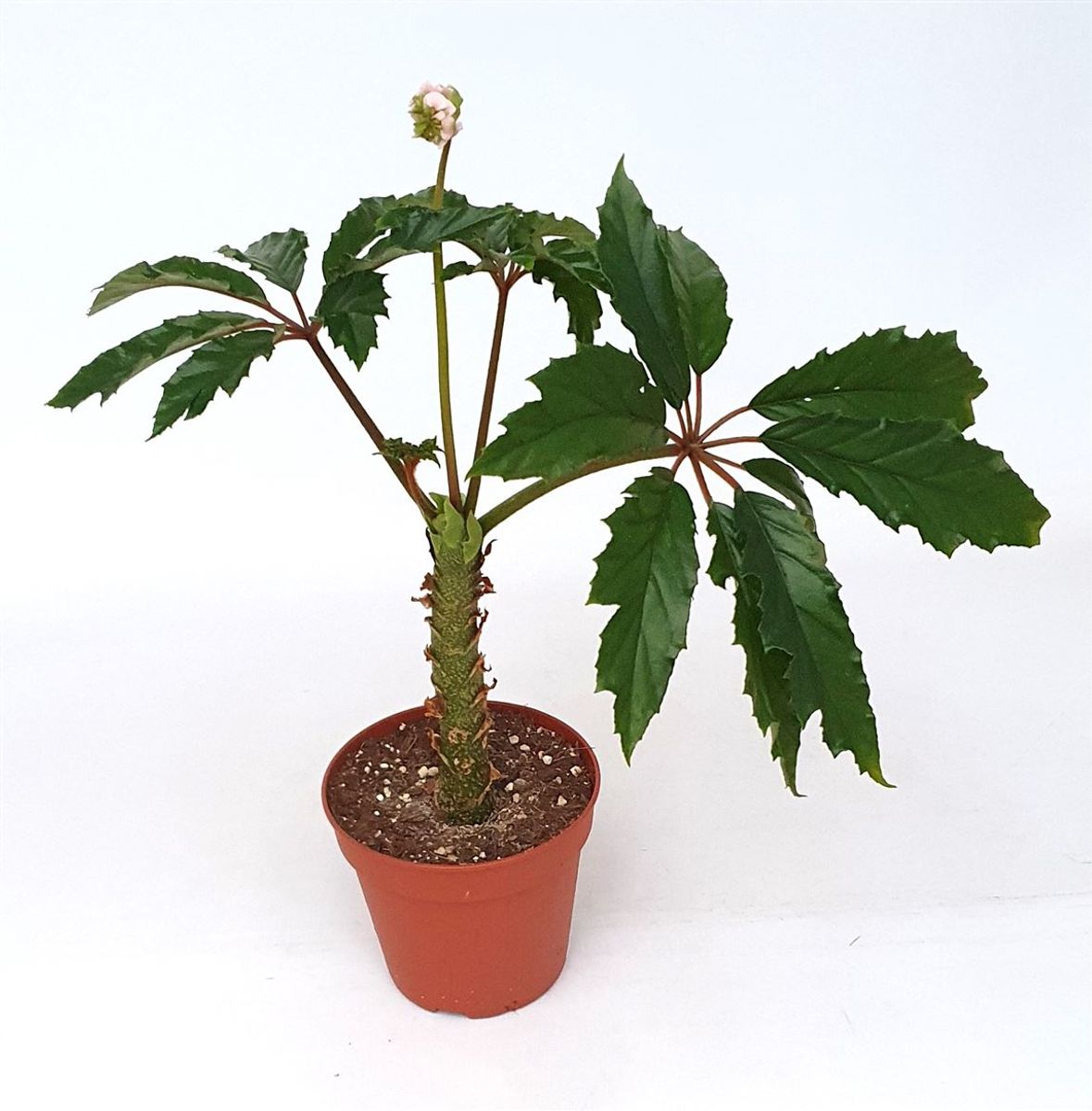 Begonia carolineifolia 'Highlander' — Plant Wholesale FlorAccess
