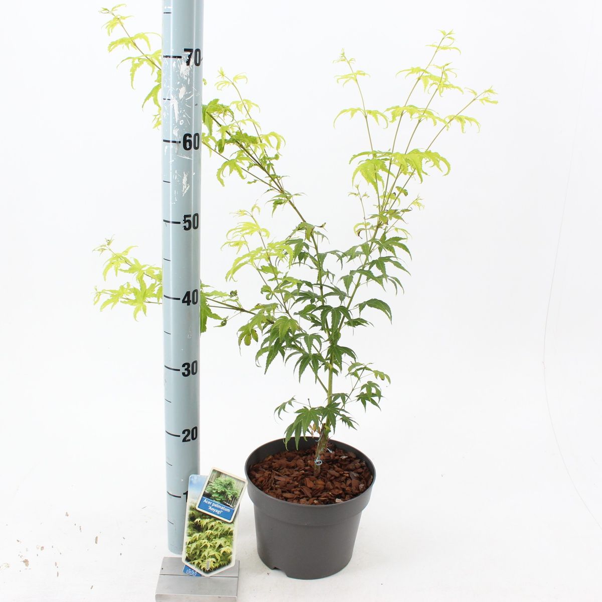 Acer palmatum 'Aoyagi' — Plant Wholesale FlorAccess