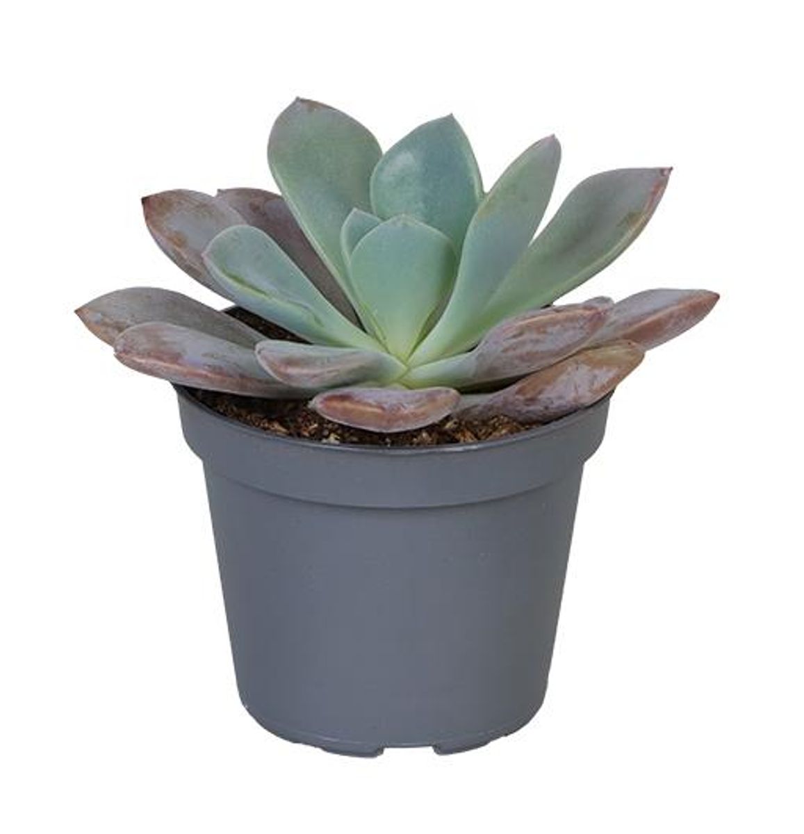 Echeveria 'Debbie' — Plant Wholesale FlorAccess