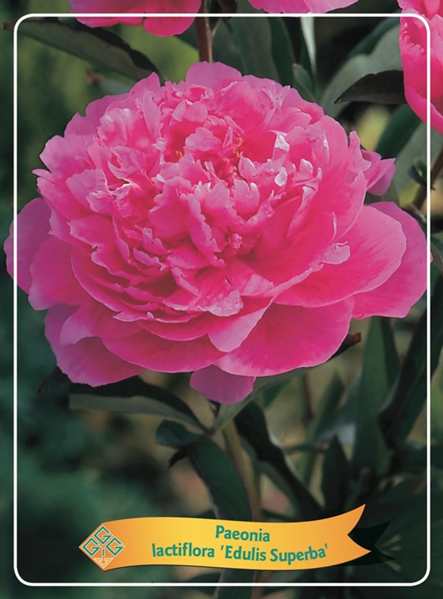 Paeonia 'Edulis Superba' — Plant Wholesale FlorAccess