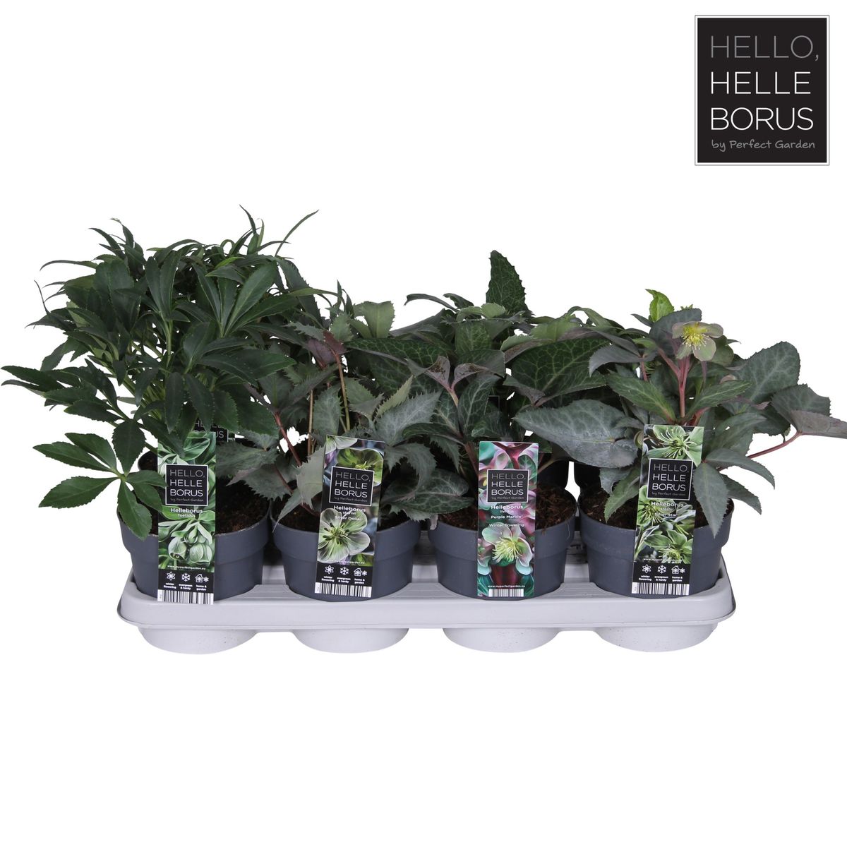 Helleborus MIX — Plant Wholesale FlorAccess