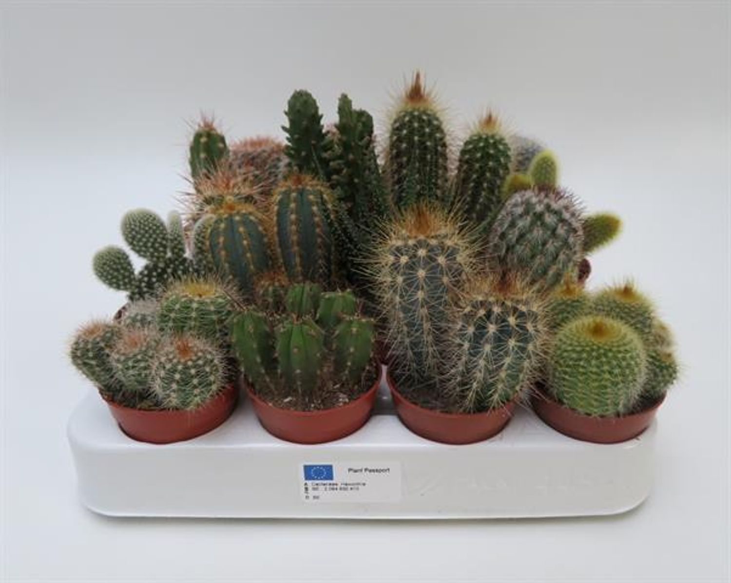 Cactus MIX — Plant Wholesale FlorAccess