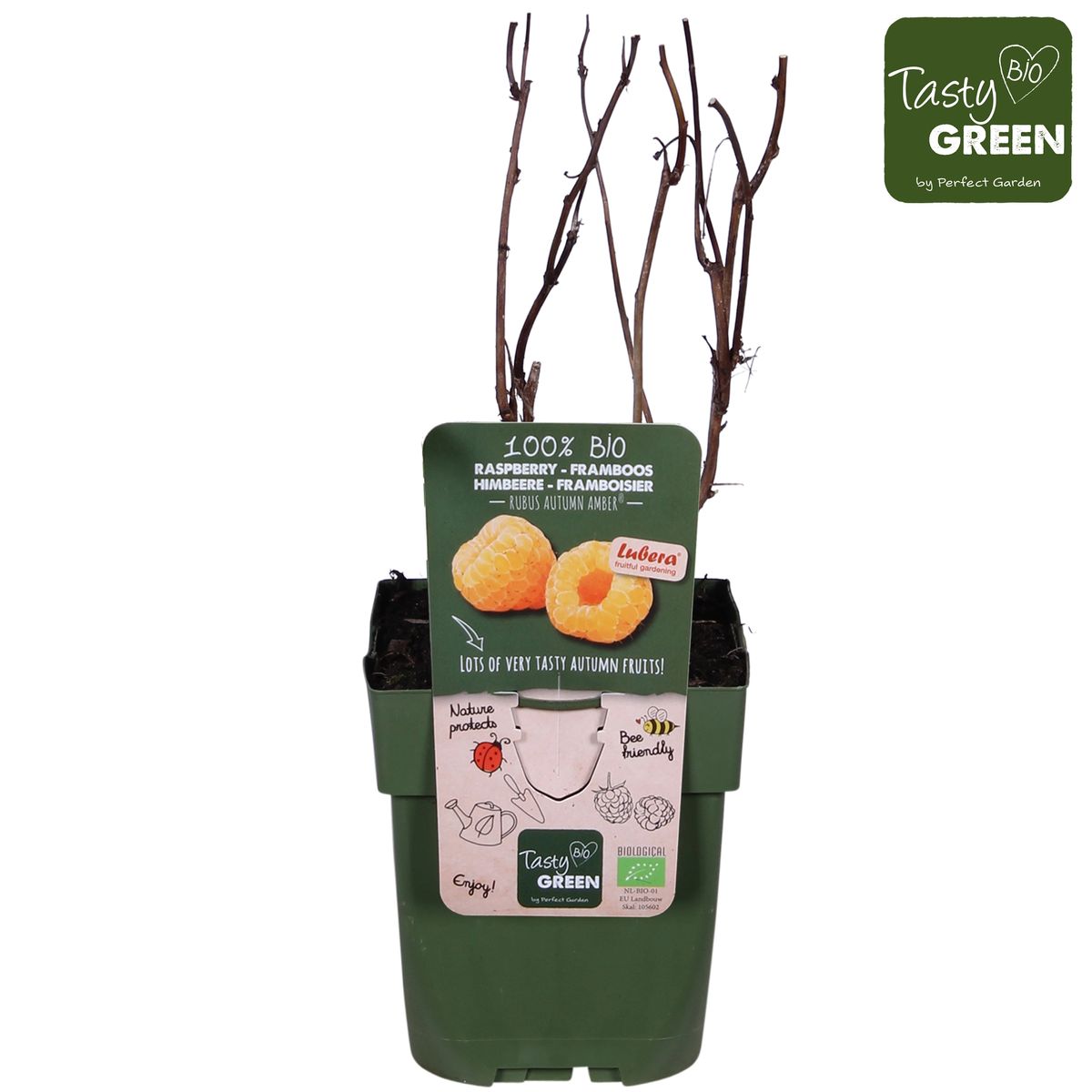 Rubus idaeus 'Autumn Amber' — Plant Wholesale FlorAccess