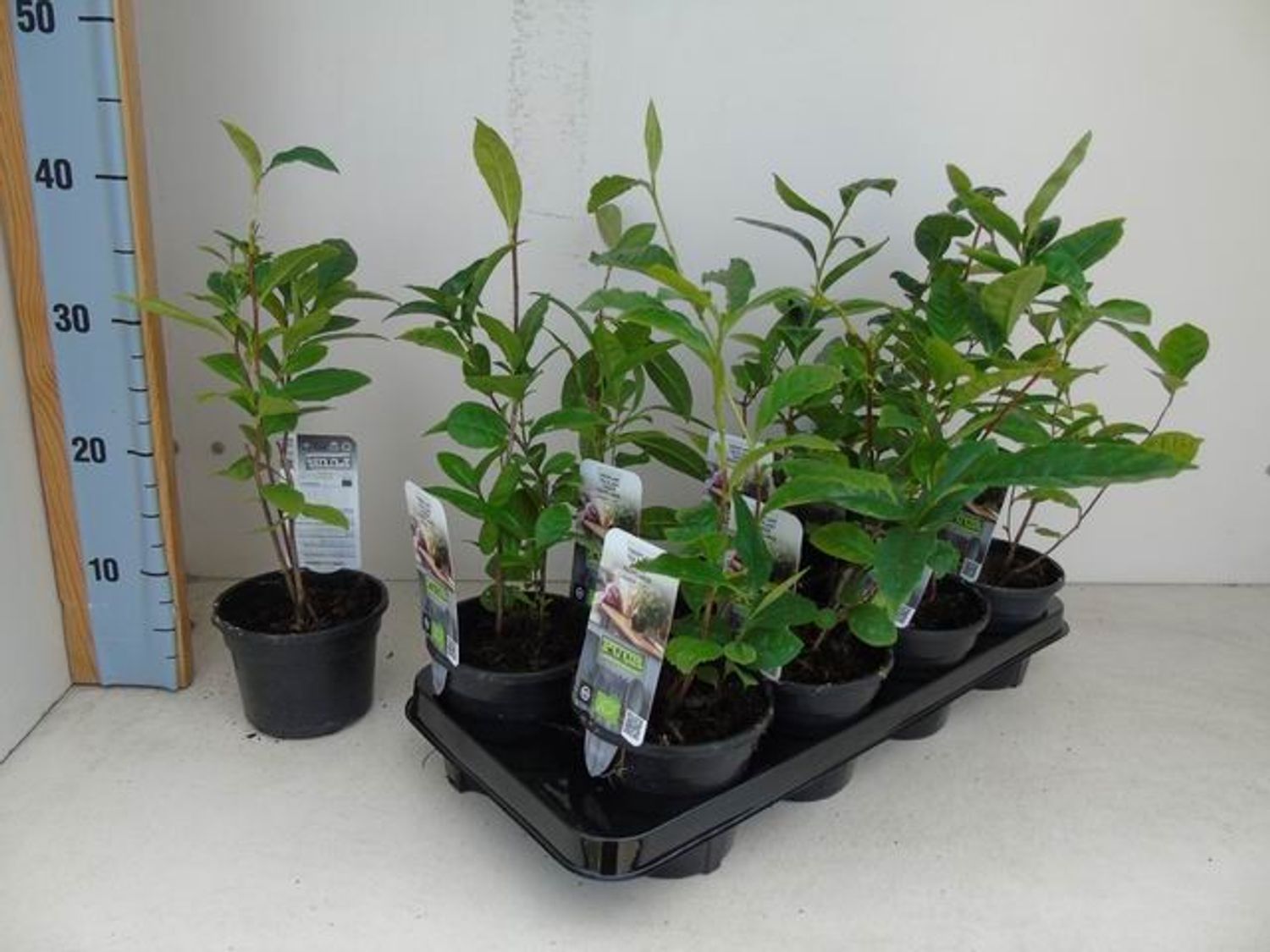 Camellia sinensis — Plant Wholesale FlorAccess