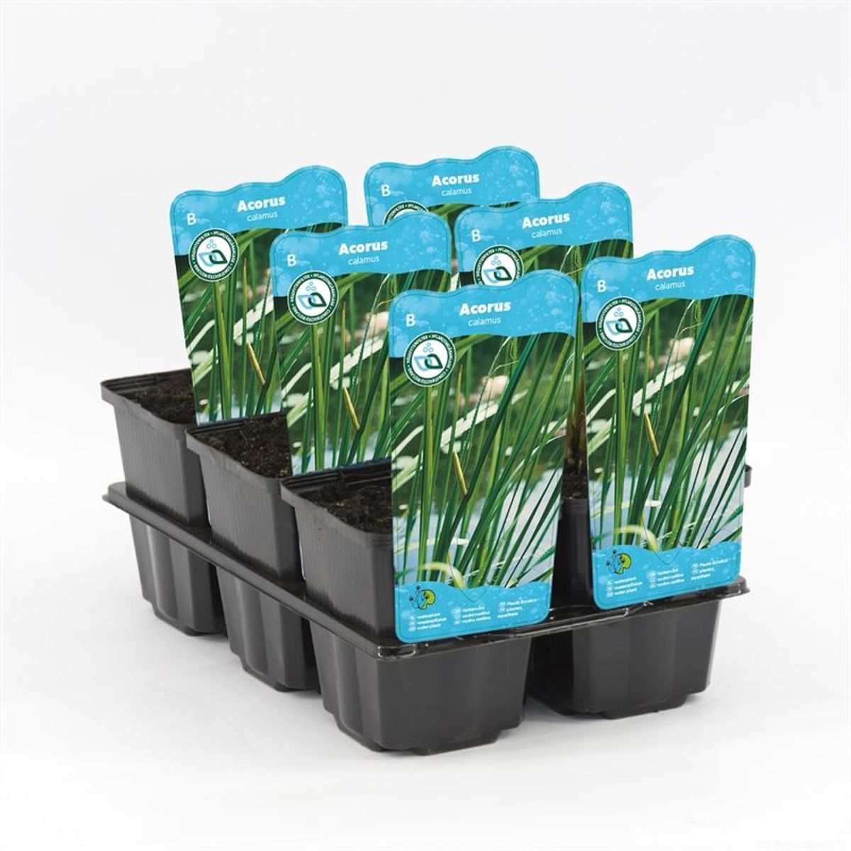 Acorus calamus — Plant Wholesale FlorAccess