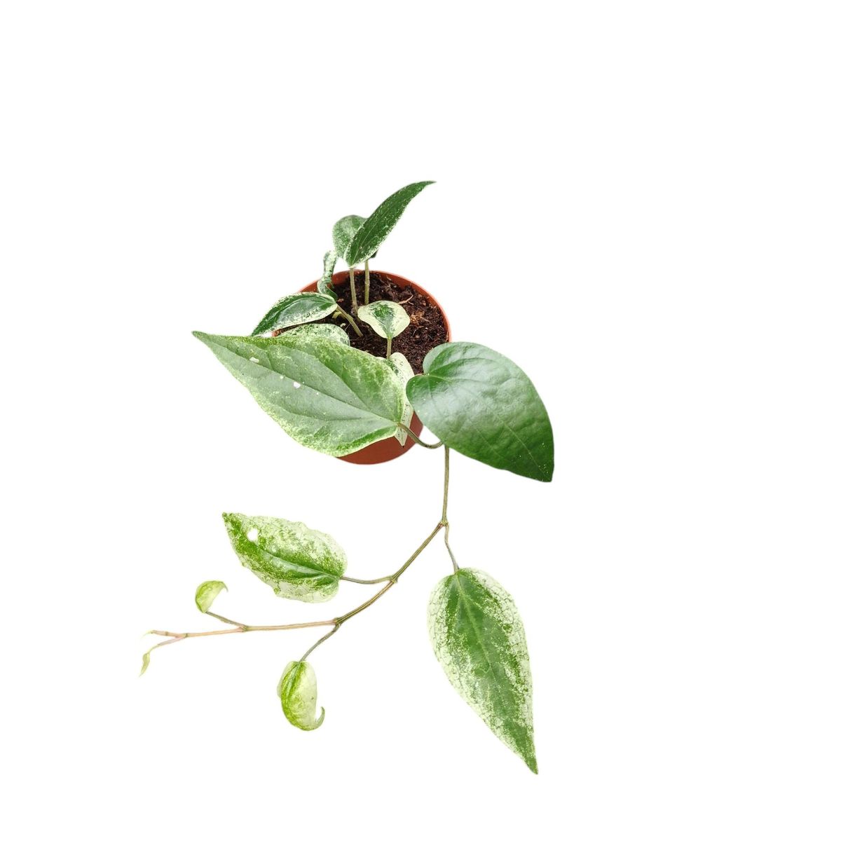 Piper macropiper 'Variegata' — Plant Wholesale FlorAccess