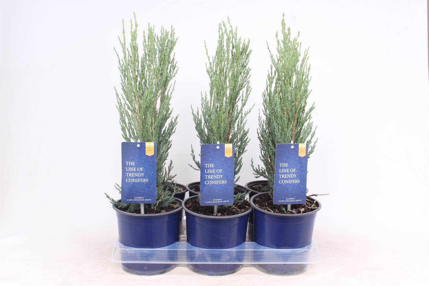 Juniperus scopulorum 'Blue Arrow' — Рослини оптом FlorAccess