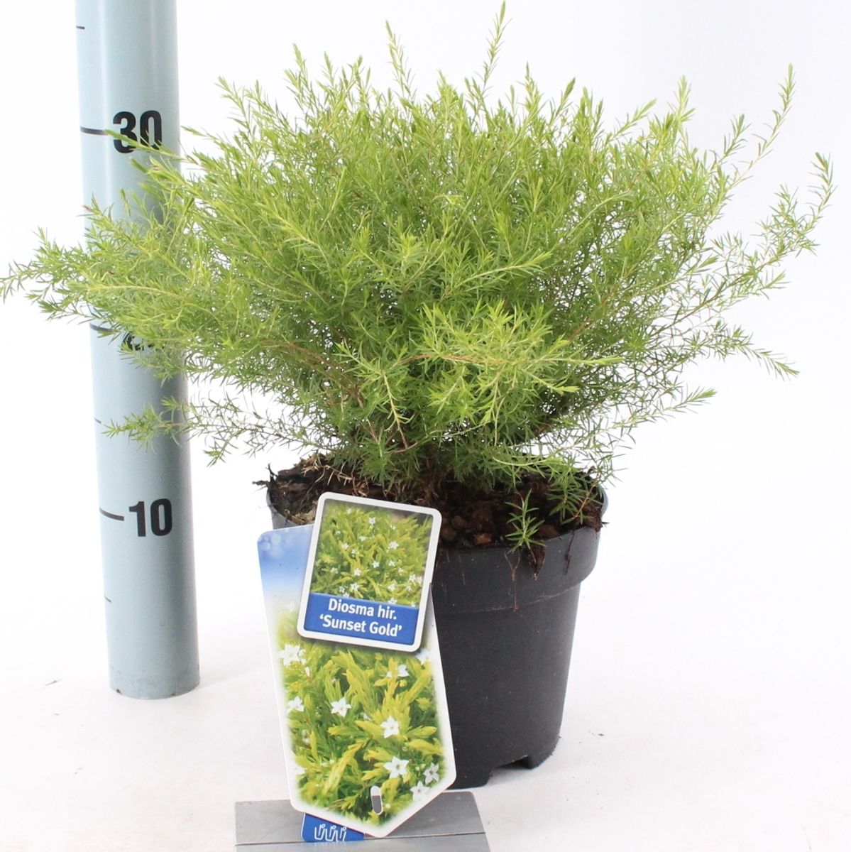 Diosma 'Sunset Gold' — Plant Wholesale FlorAccess