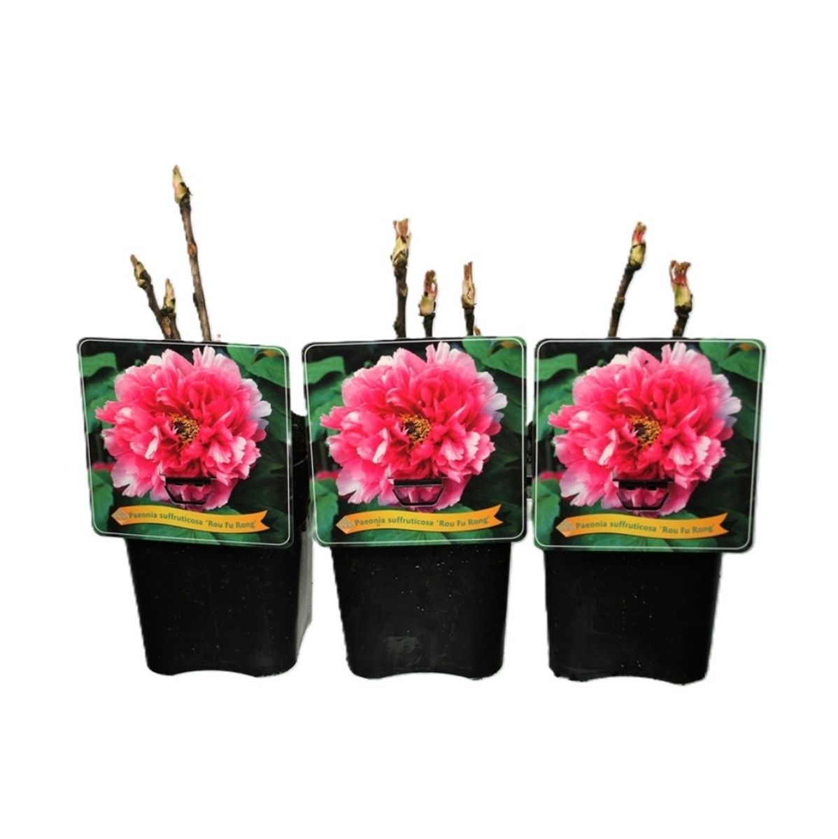 Paeonia suffruticosa 'Rou Fu Rong' — Grossiste en Plantes FlorAccess