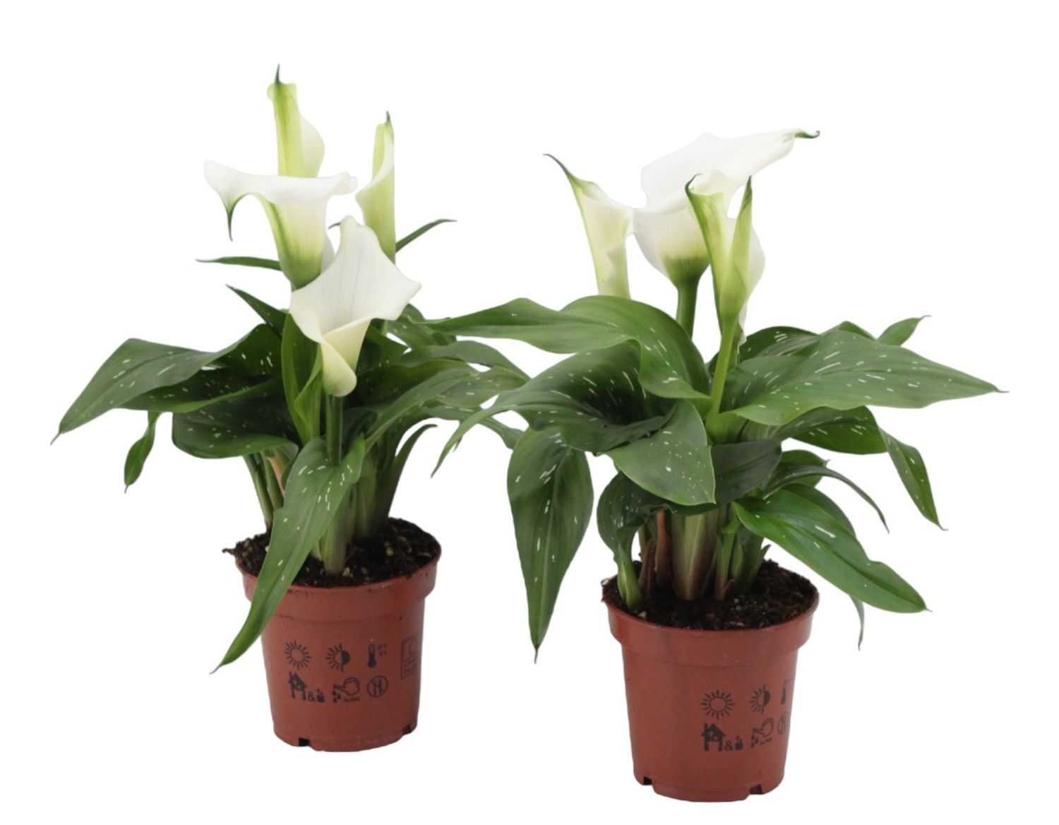 Zantedeschia 'Captain Fresco' — Plant Wholesale FlorAccess