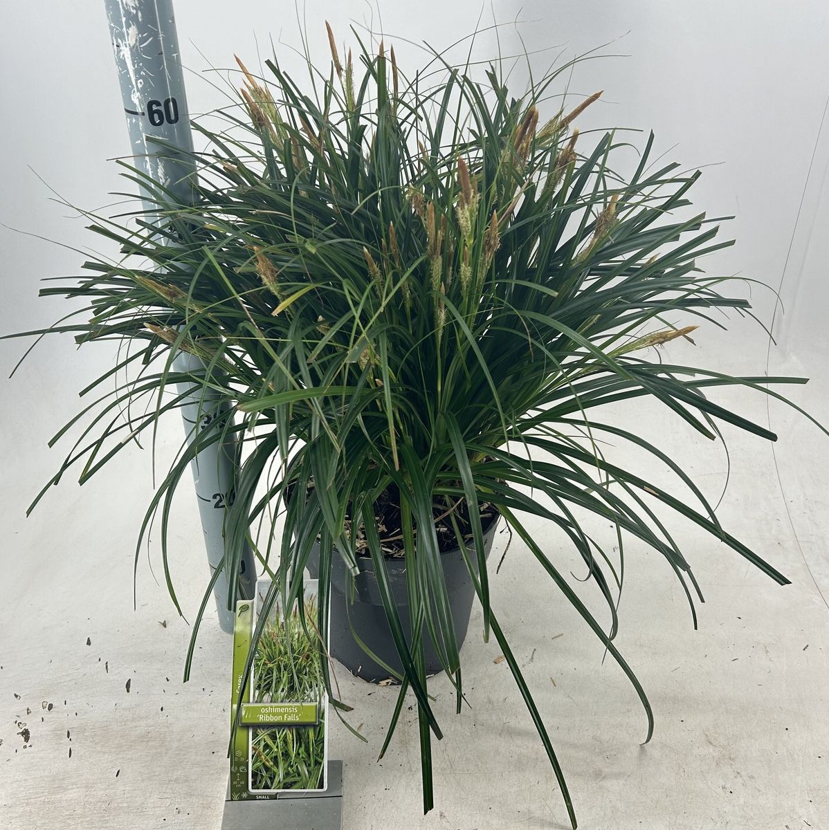 Carex RIBBON FALLS — Plant Wholesale FlorAccess