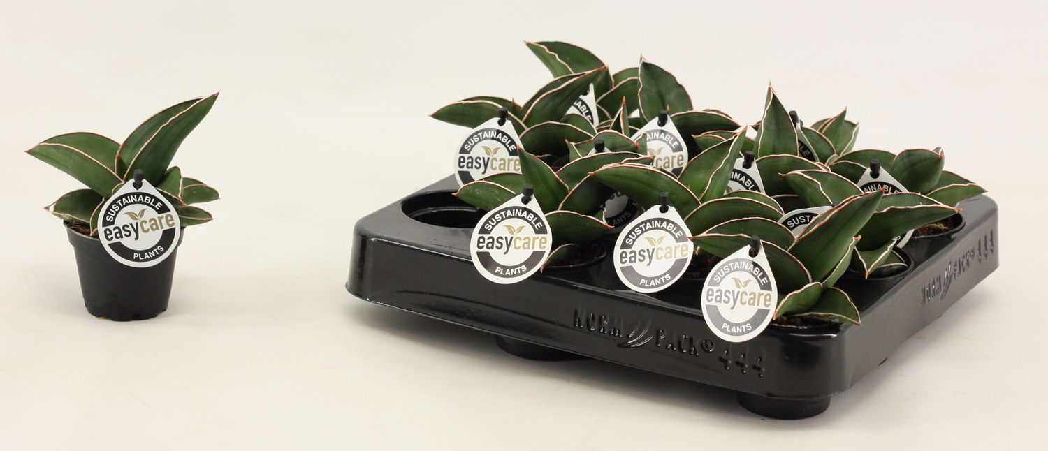 Sansevieria ehrenbergii 'Samurai' — Plant Wholesale FlorAccess