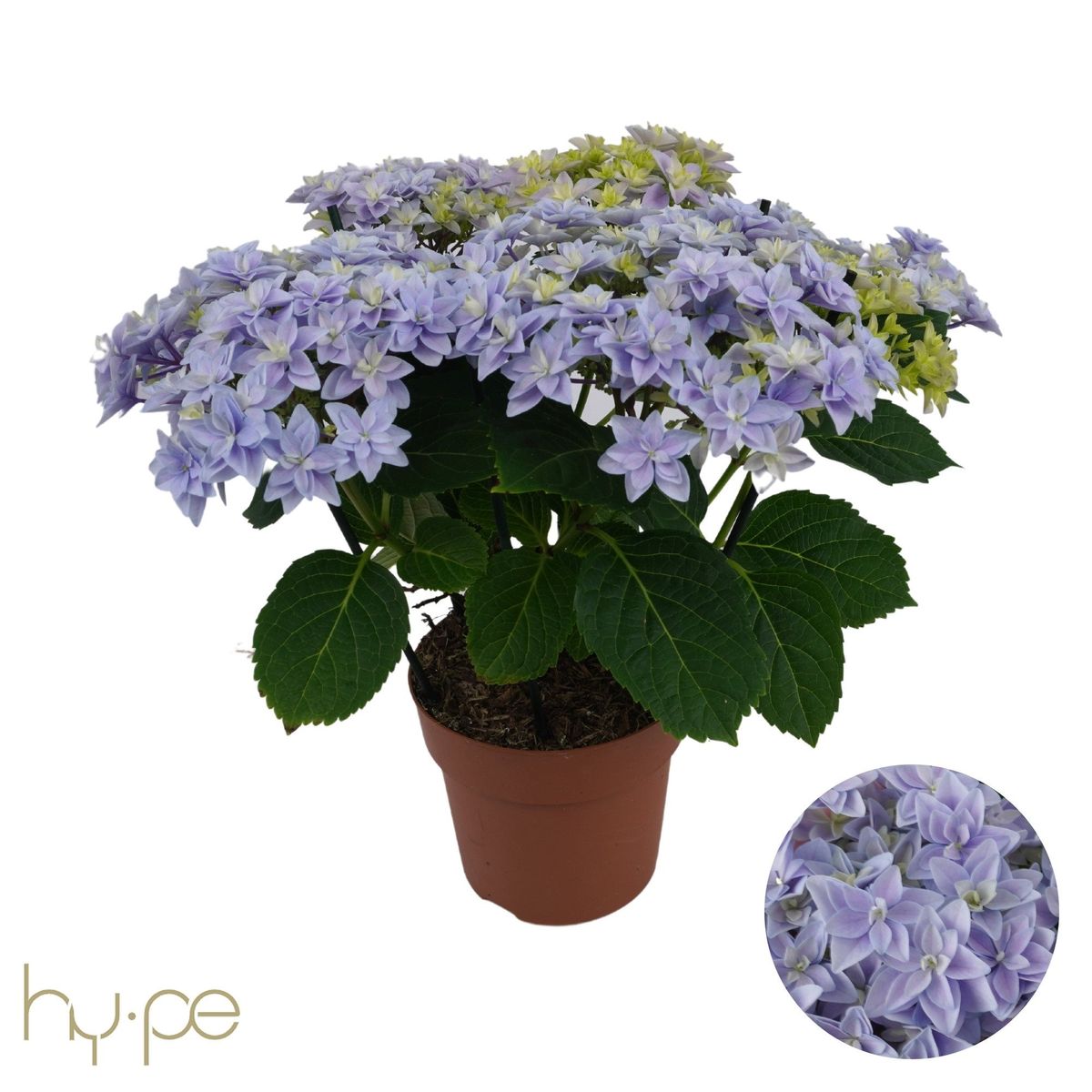 Hydrangea macrophylla 'Double Dutch Blue' — Grossiste en Plantes FlorAccess