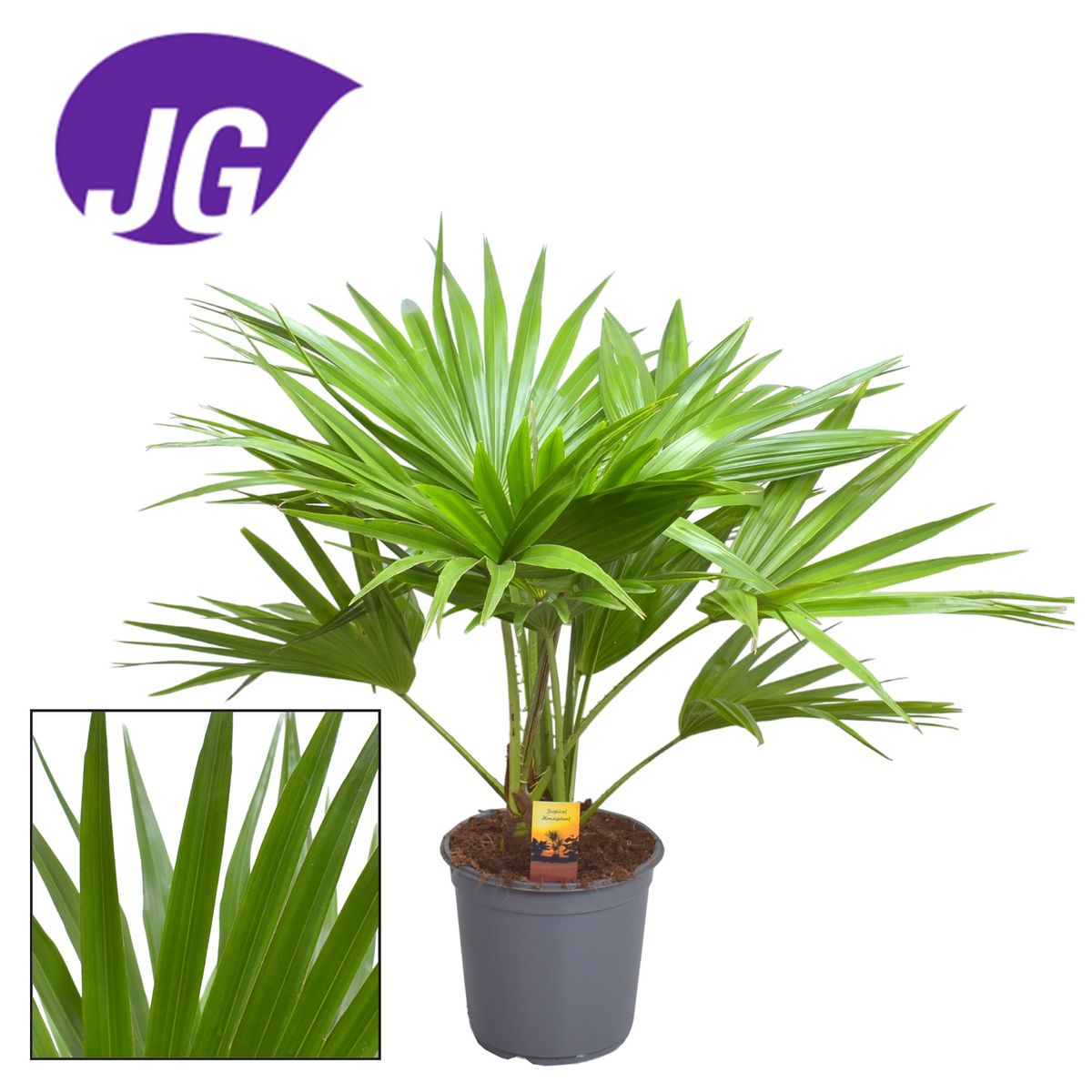 Livistona rotundifolia — Plant Wholesale FlorAccess