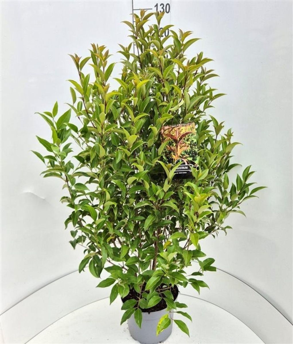 Ligustrum lucidum GREEN SCREEN — Plant Wholesale FlorAccess