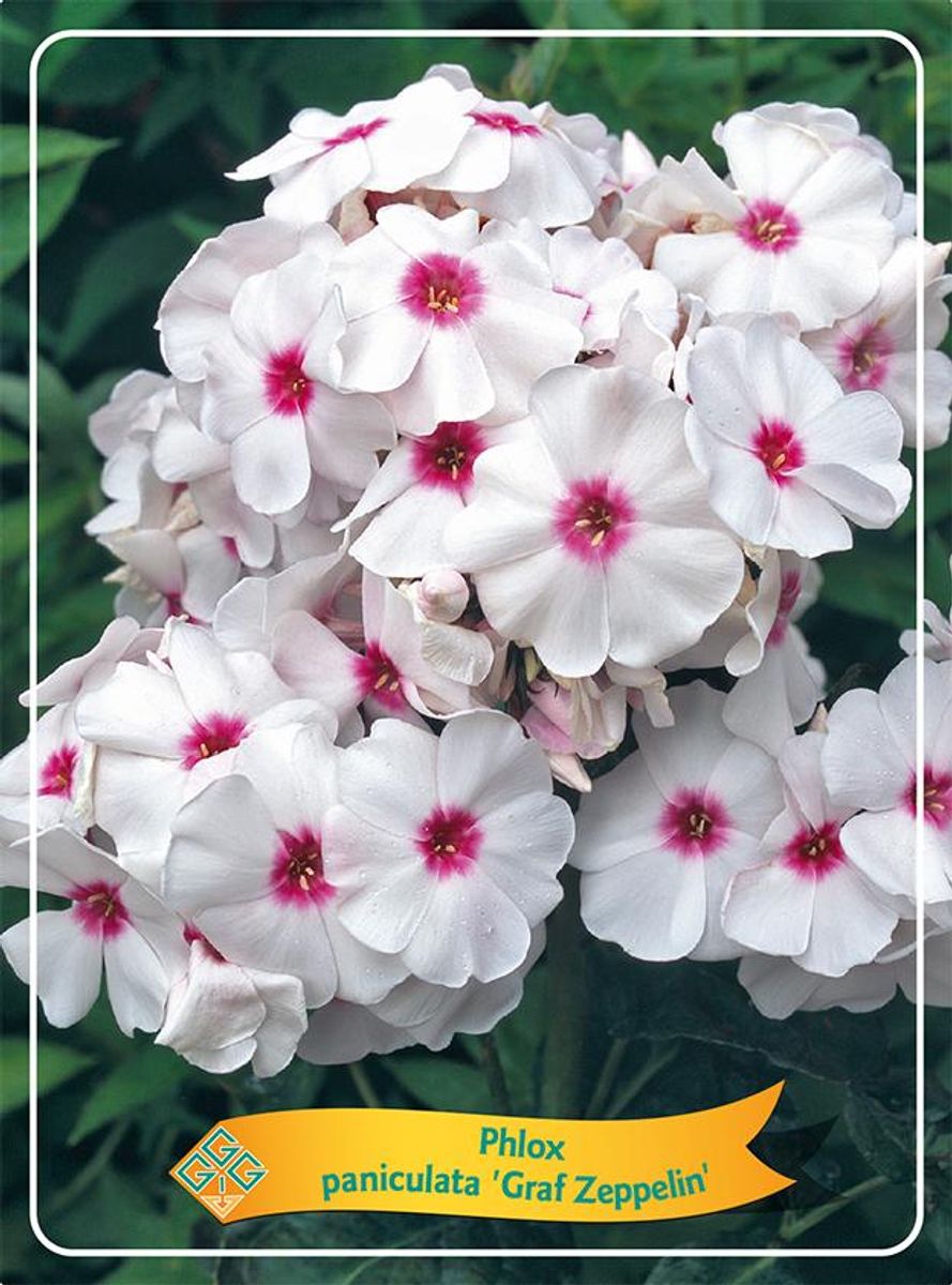 Phlox 'Graf Zeppelin' — Plant Wholesale FlorAccess