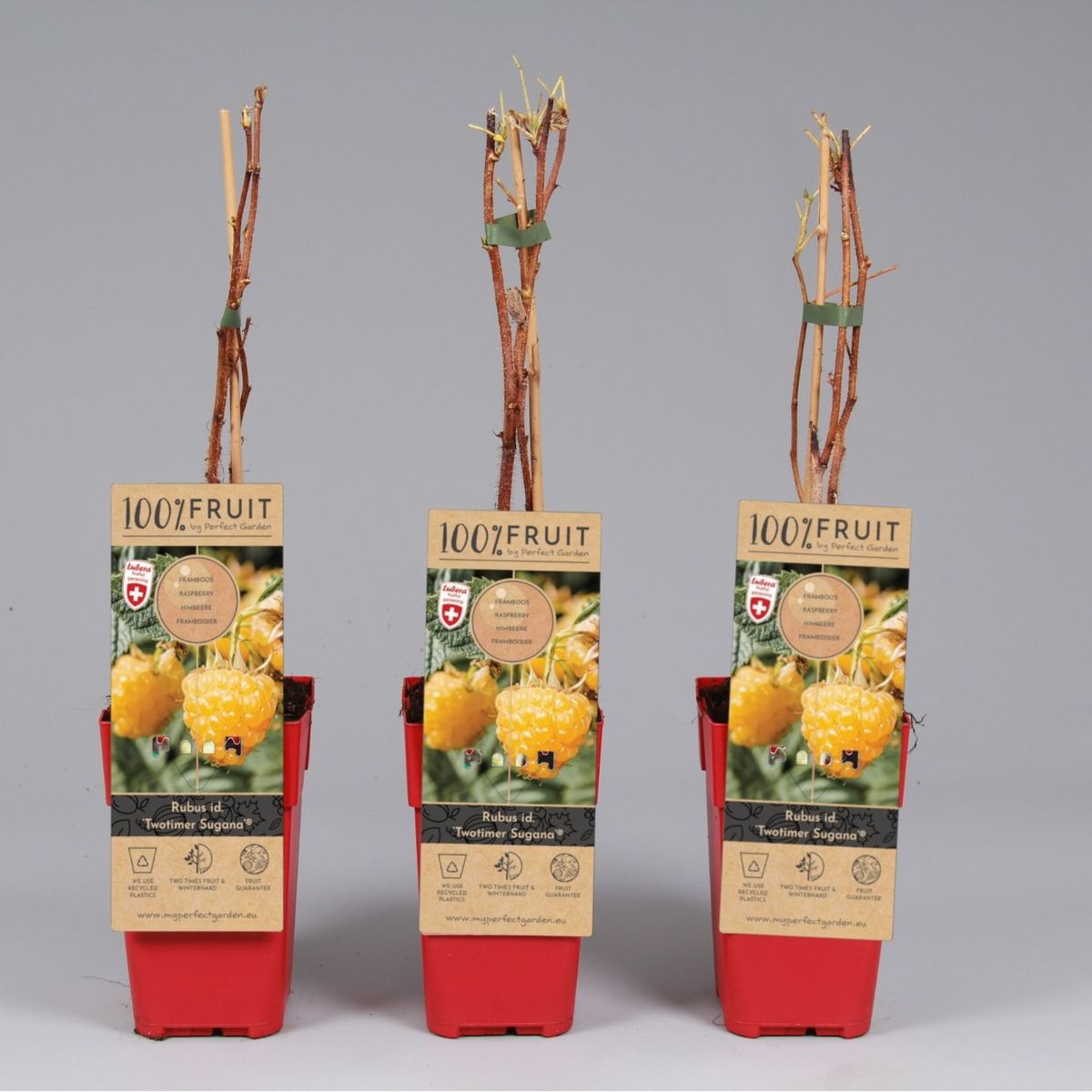 Rubus idaeus TWOTIMER SUGANA YELLOW — Plant Wholesale FlorAccess