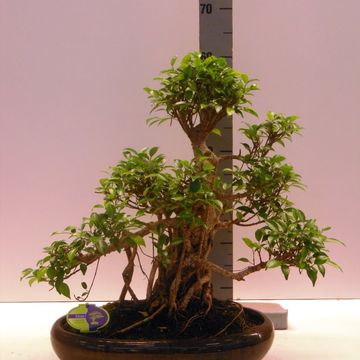 Ficus microcarpa — Plant Wholesale FlorAccess