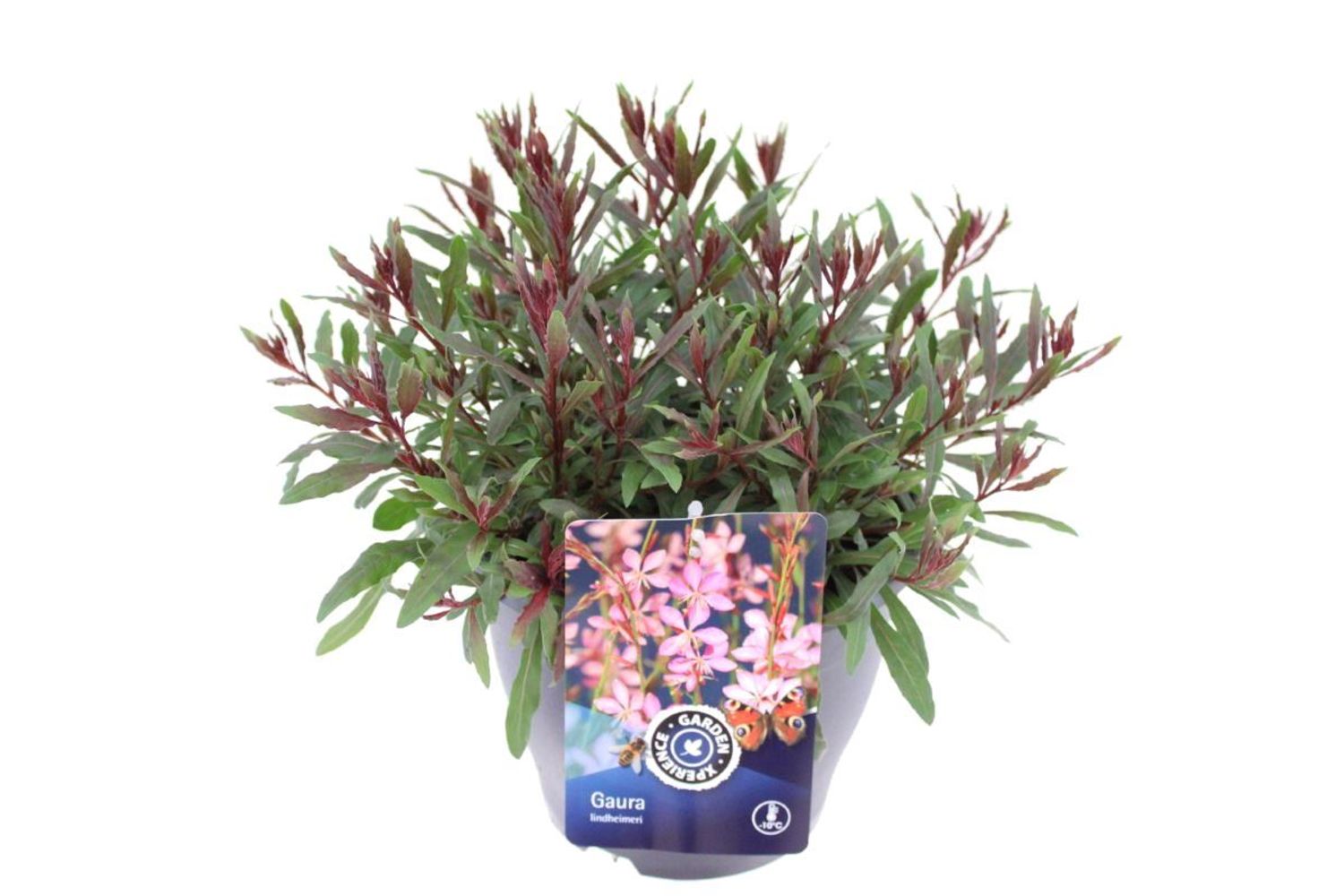 Gaura lindheimeri GAUDI MEDIUM PINK — Plant Wholesale FlorAccess