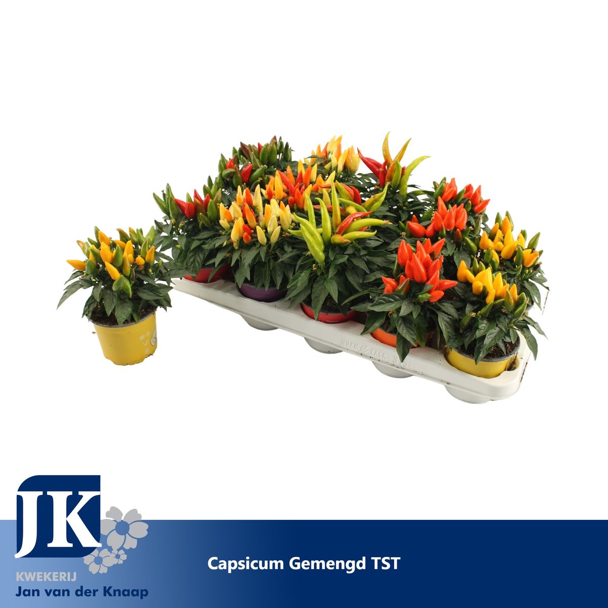 Capsicum annuum SALSA MIX — Plant Wholesale FlorAccess