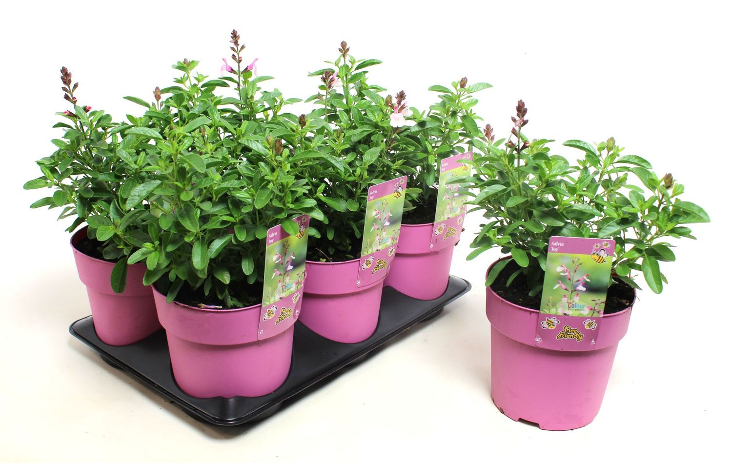 Salvia 'Dyson’s Joy' — Plant Wholesale FlorAccess