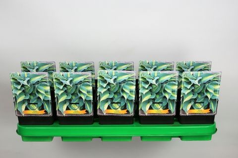 Hosta 'Catherine' — Plant Wholesale FlorAccess