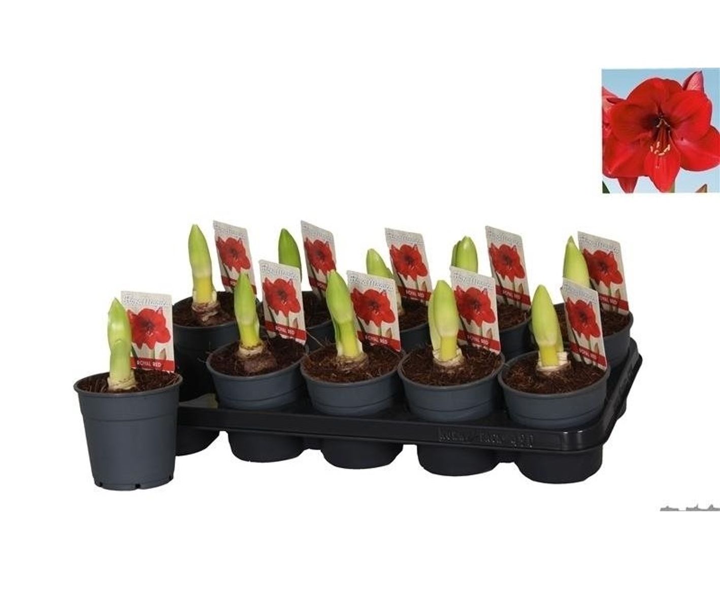 Hippeastrum 'Royal Red' — Plant Wholesale FlorAccess