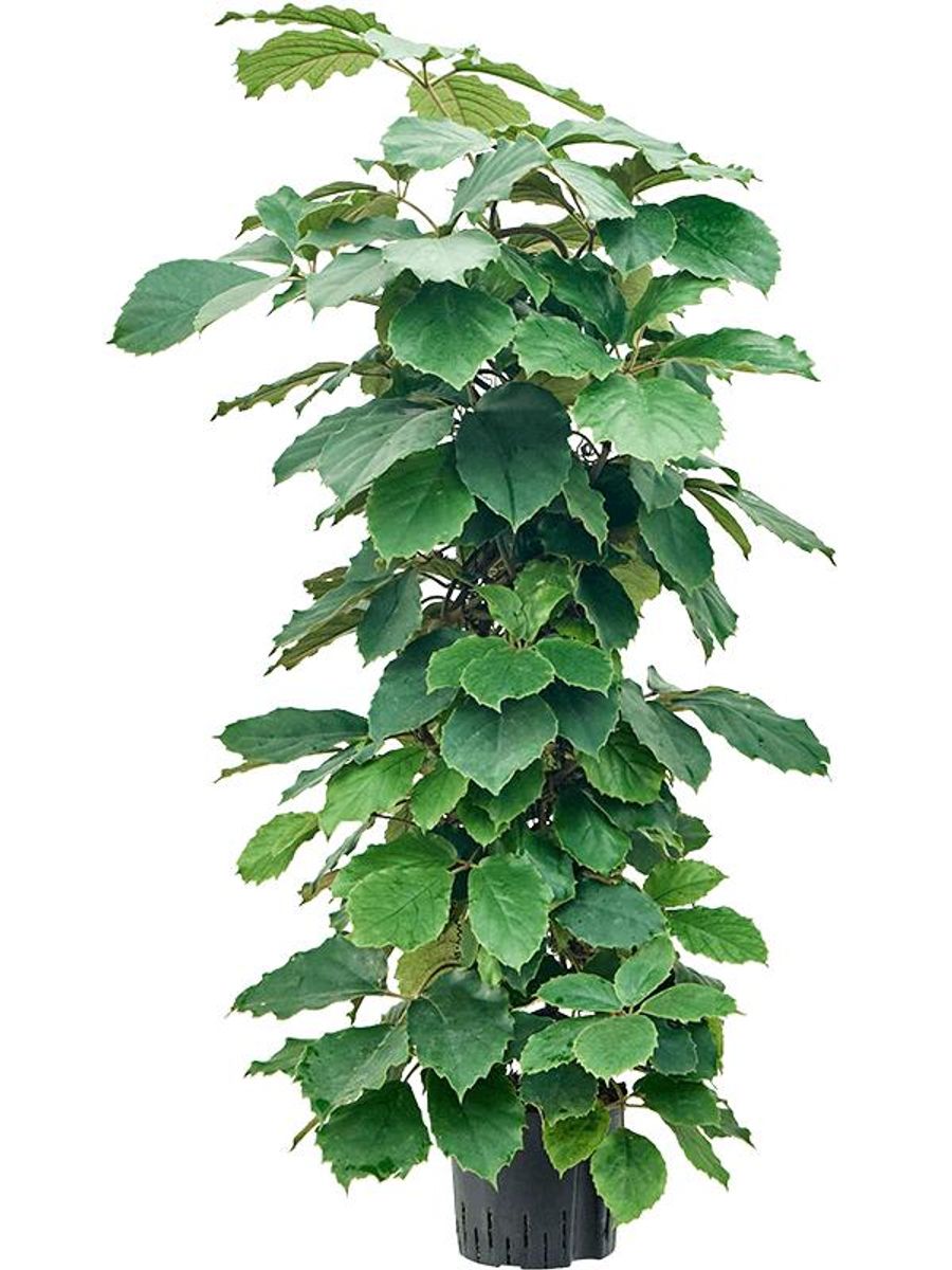 Tetrastigma voinierianum — Plant Wholesale FlorAccess