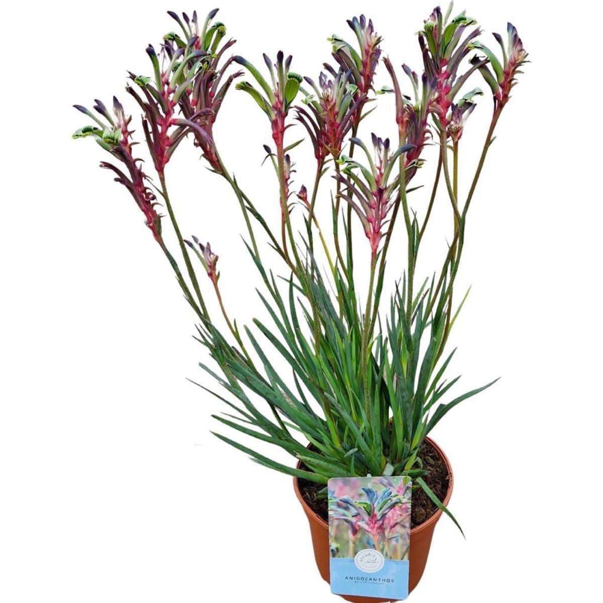 Anigozanthos 'Bicolor Fireworks' — Plant Wholesale FlorAccess