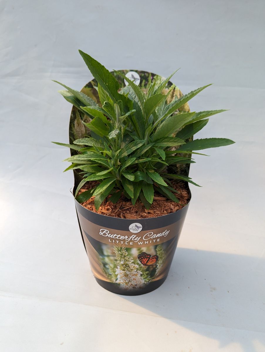 Buddleja davidii BUTTERFLY CANDY LITTLE WHITE — Plant Wholesale FlorAccess