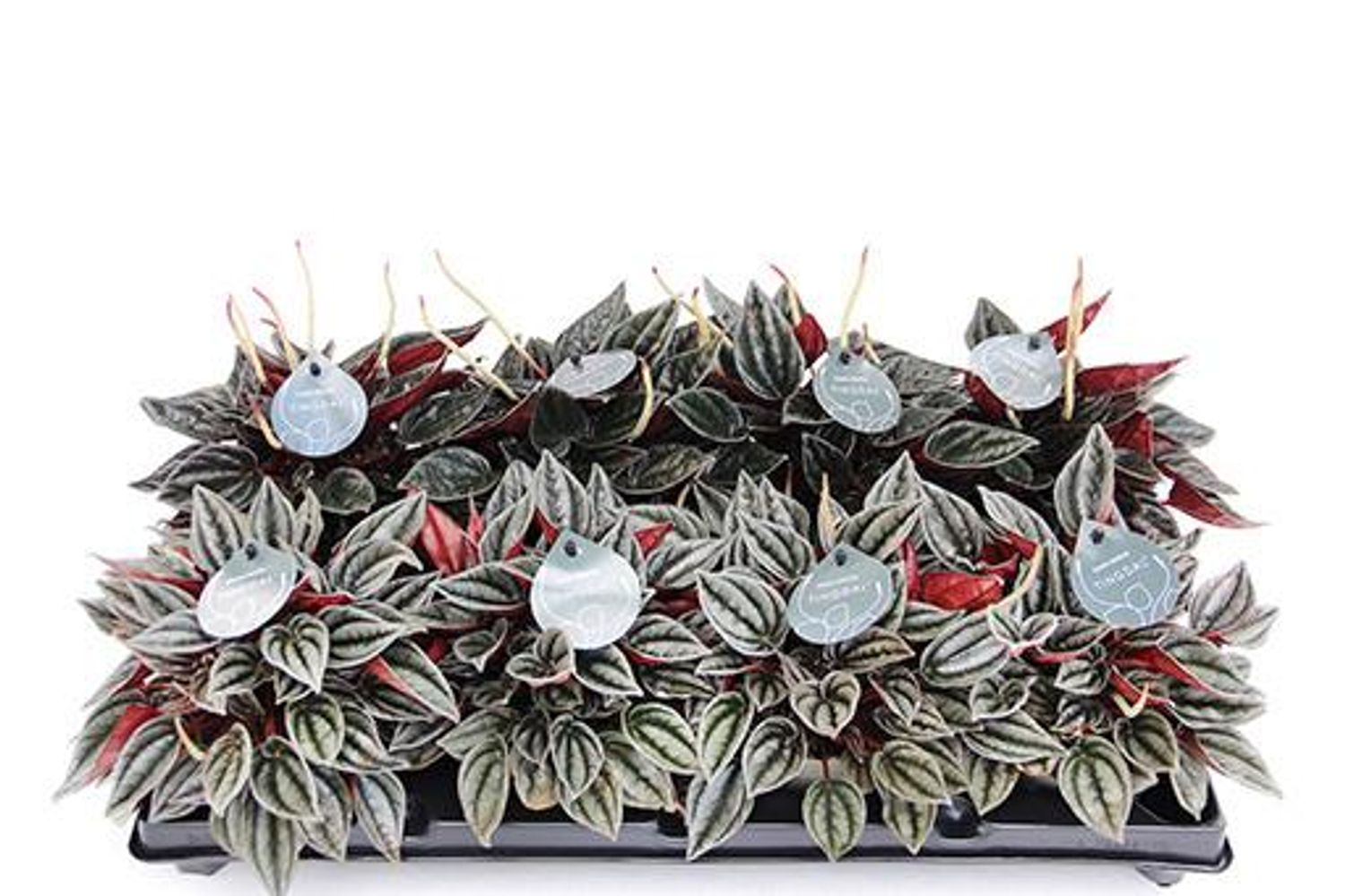 Peperomia caperata MIX — Plant Wholesale FlorAccess