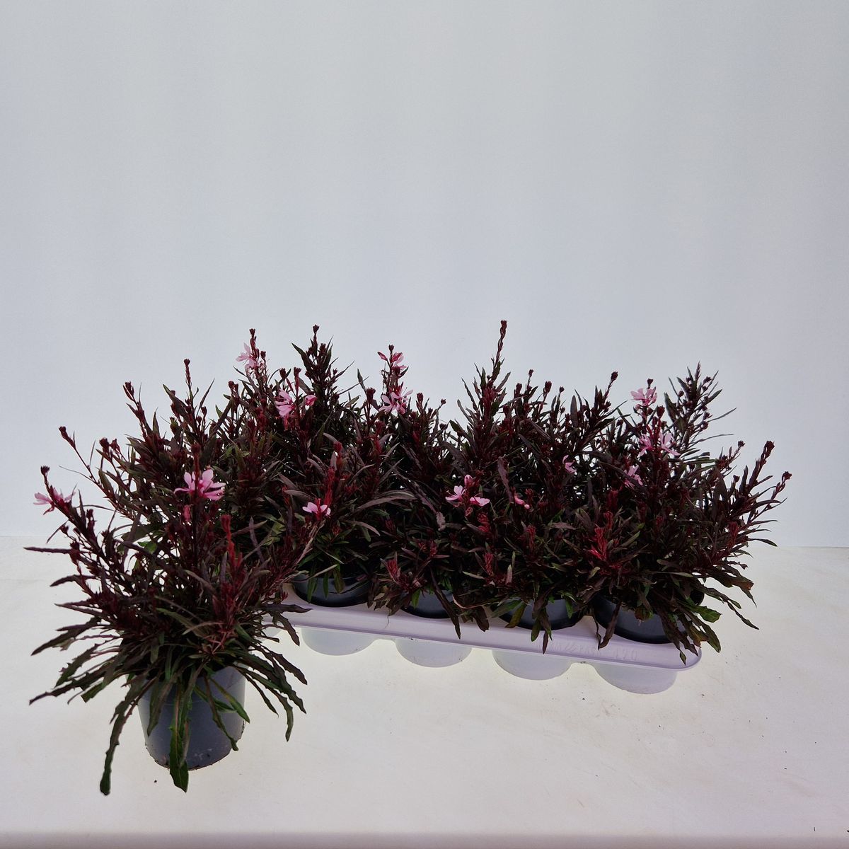 Gaura lindheimeri 'Gambit Compact Pink' — Groothandel in planten FlorAccess