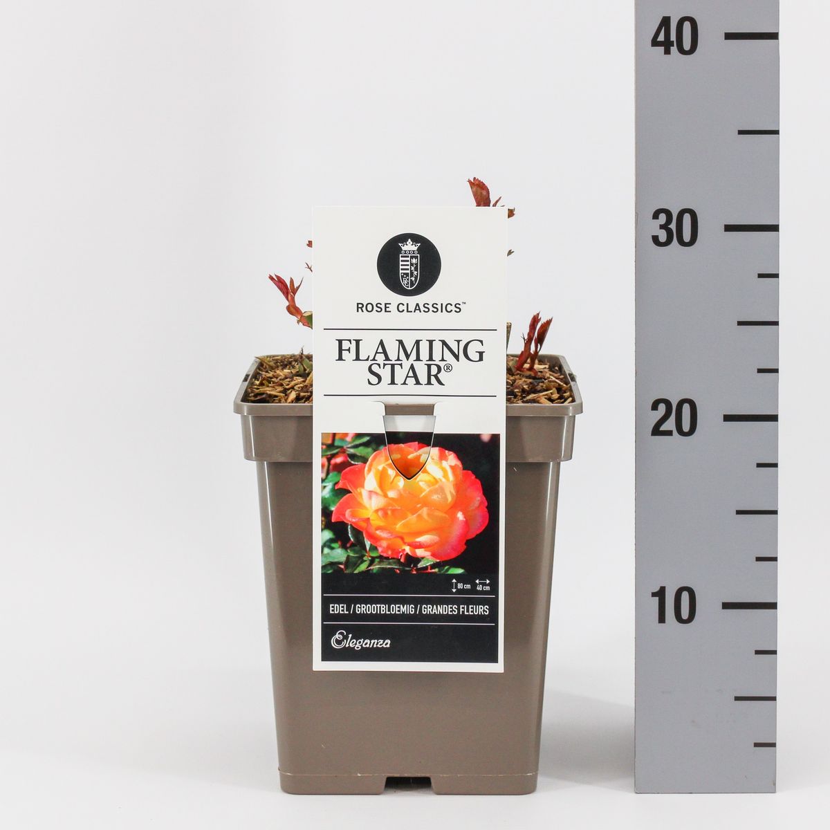 Rosa FLAMING STAR — Рослини оптом FlorAccess