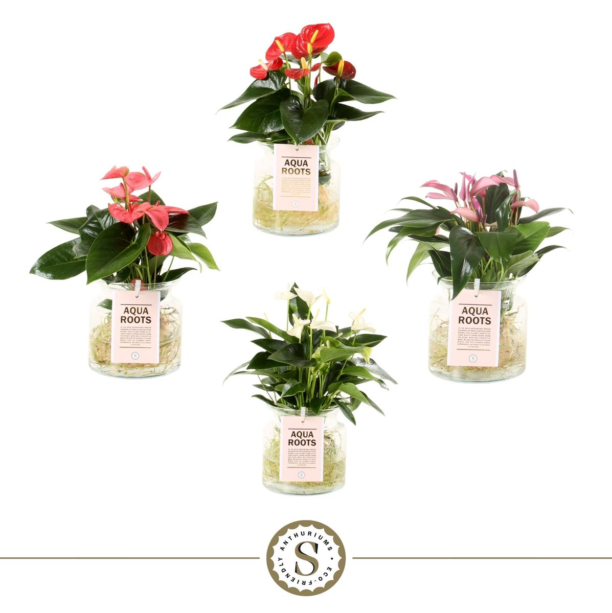 Anthurium MIX — Plant Wholesale FlorAccess