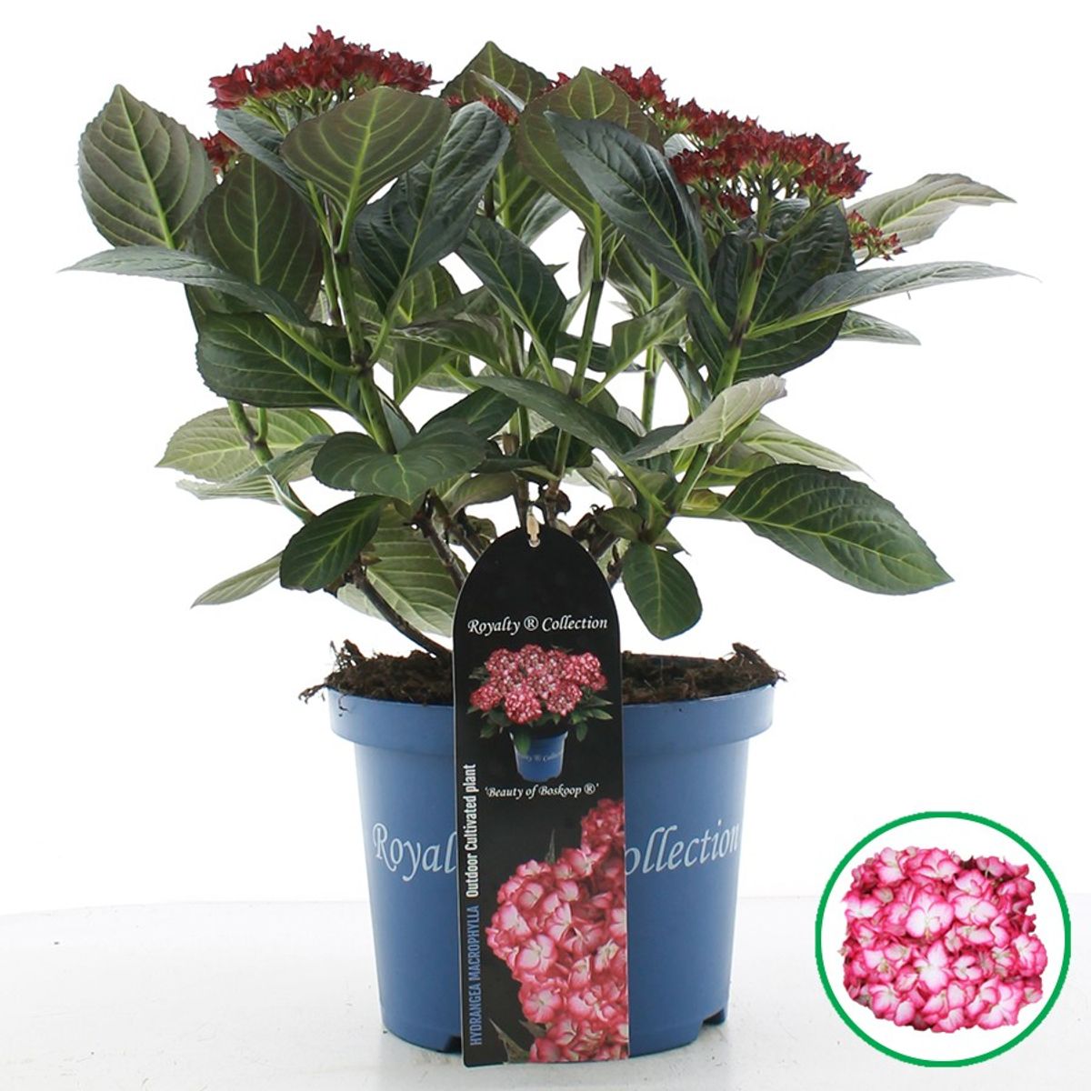 Hydrangea macrophylla ROYALTY BEAUTY OF BOSKOOP — Plant Wholesale ...